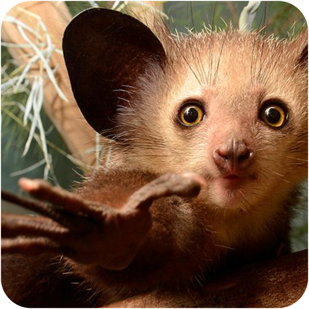 Help the Aye-Aye and Earn Rewards while Planting Trees with Jagger